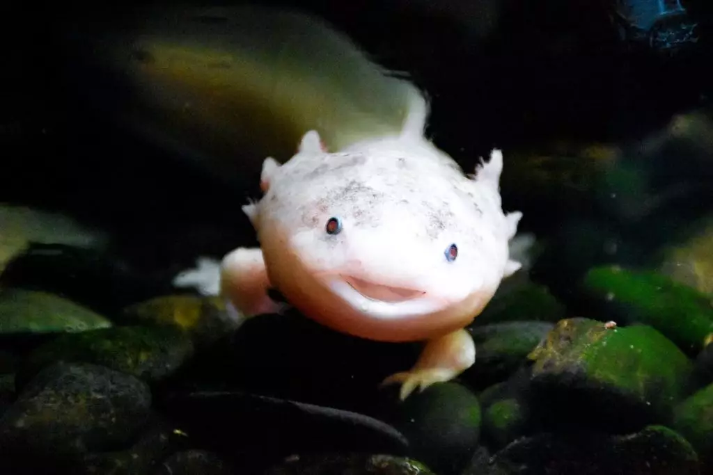 মেক্সিকান axolotl