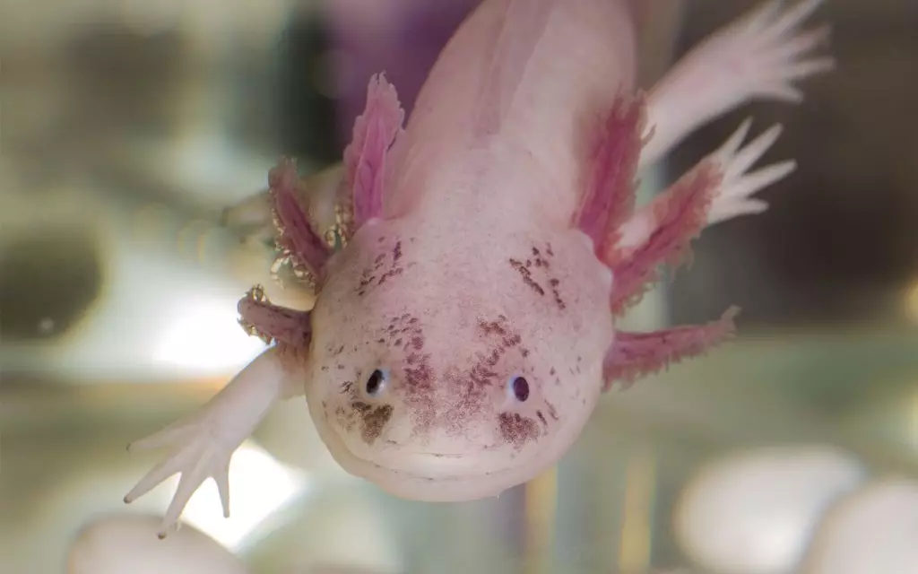 মেক্সিকান axolotl