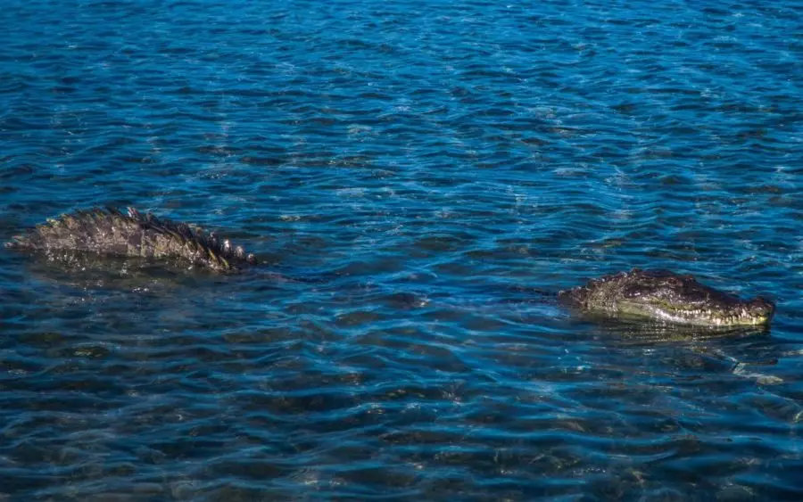 Crocodiles in Chinchorro, an amazing experience 23506_3