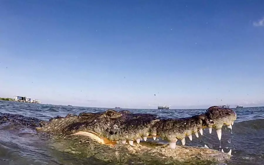 Crocodiles in Chinchorro, an amazing experience 23506_4