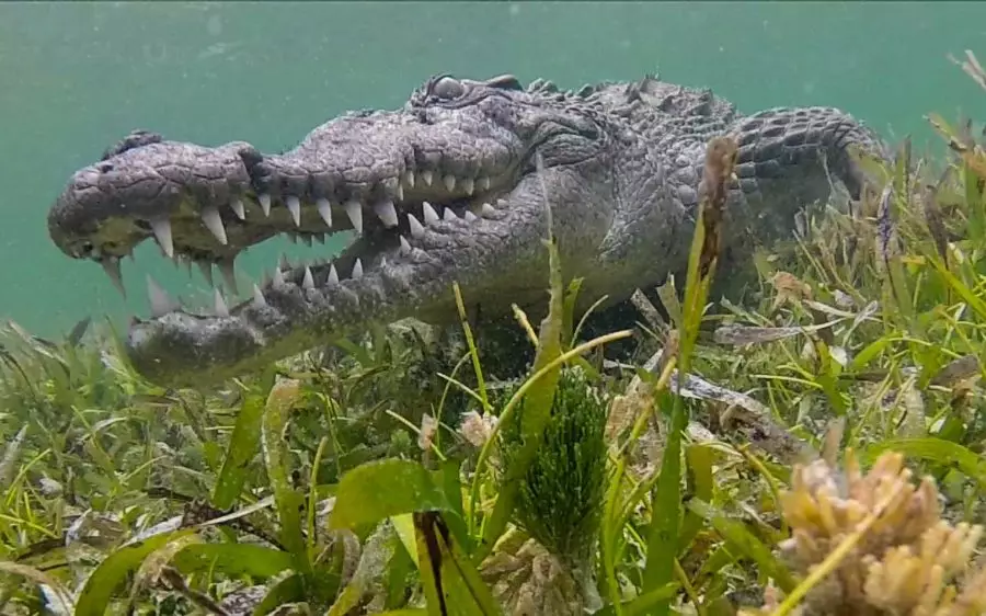 Crocodiles in Chinchorro, an amazing experience 23506_5