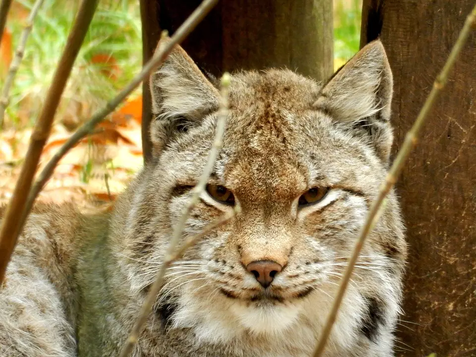 Wildabany pişik: Meksikanyň gurak zolaklary 23565_3