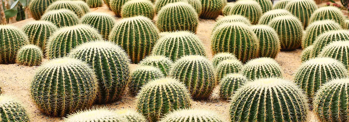 The biznagas: globose cacti, ያልታወቀ ግዙፍ ፊፉ