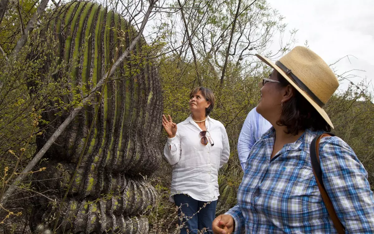 Biznagas: cacti globose, koox aan la garanayn 23572_2