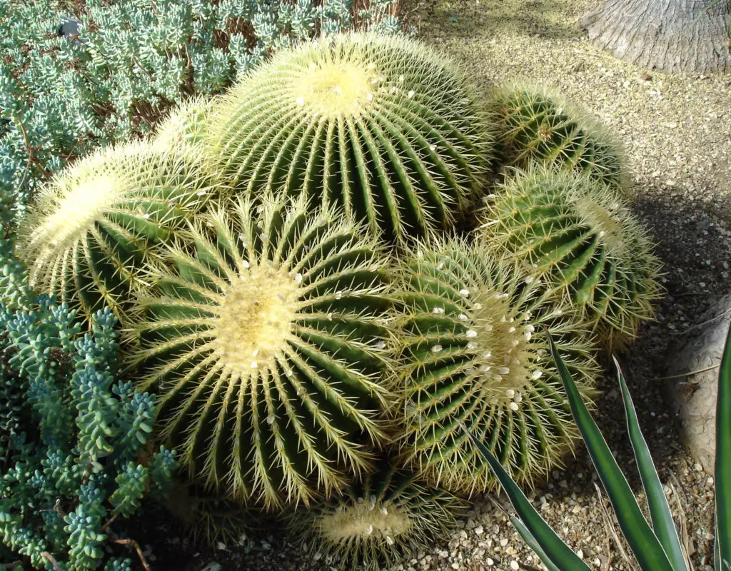 Biznagas: cacti globose, koox aan la garanayn 23572_4