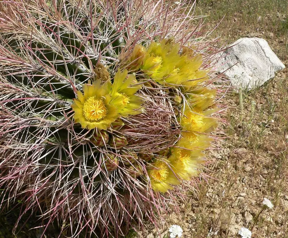 Biznagas: cacti globose, koox aan la garanayn 23572_5