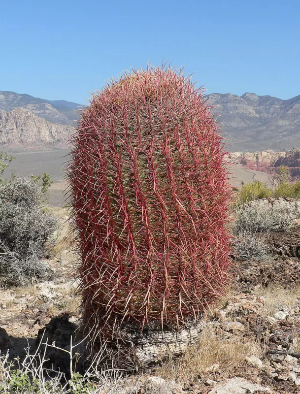 Biznagas: cacti globose, koox aan la garanayn 23572_7