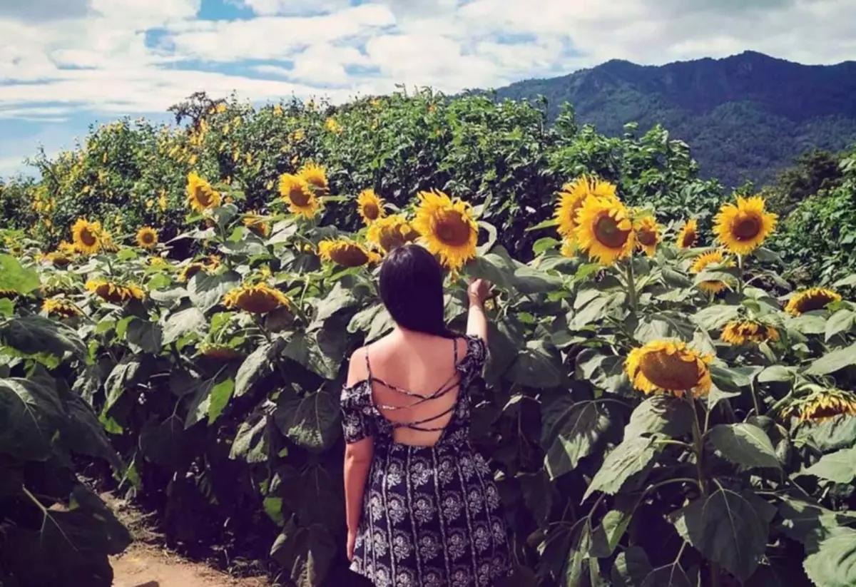 Mocorito-field-sunflowers