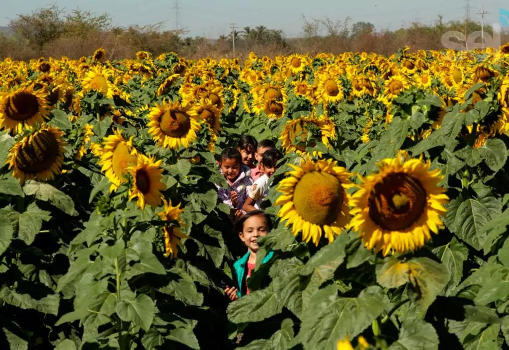 Tan-awa ang talamnan sa sunflower sa Mocorito 23810_4