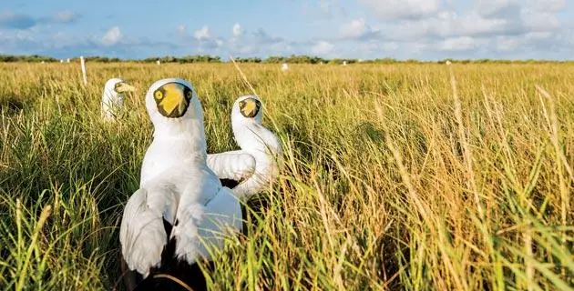 Terumbu Jengking: Santuari Burung Laut Fifu