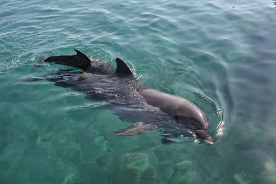 Mantarajas, bruņurupuči, delfīni... jūras fauna atgriežas Holboxā (VIDEO) 23898_3