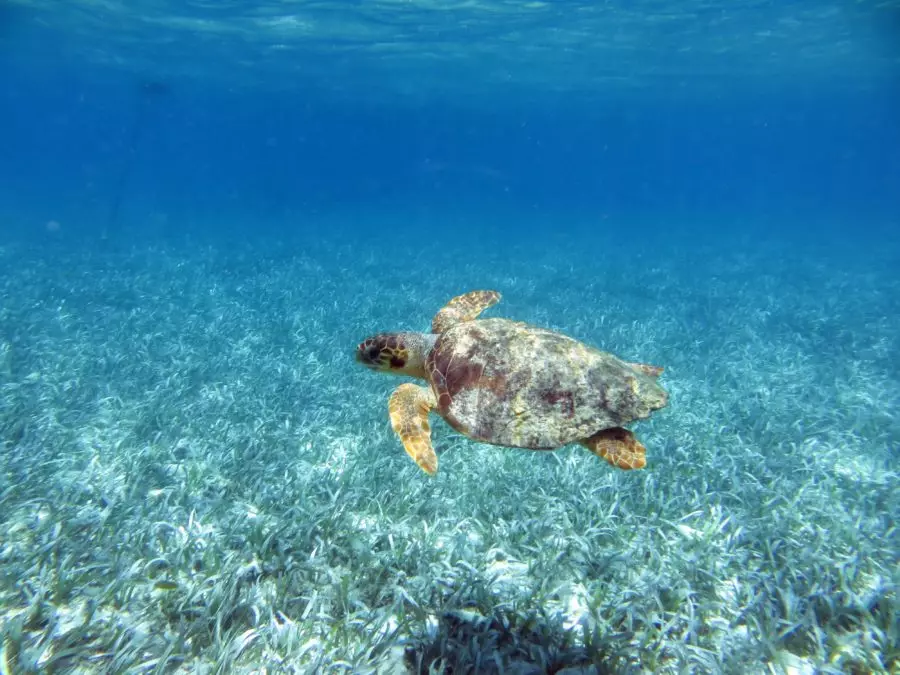 Mantarajas, bruņurupuči, delfīni... jūras fauna atgriežas Holboxā (VIDEO) 23898_4