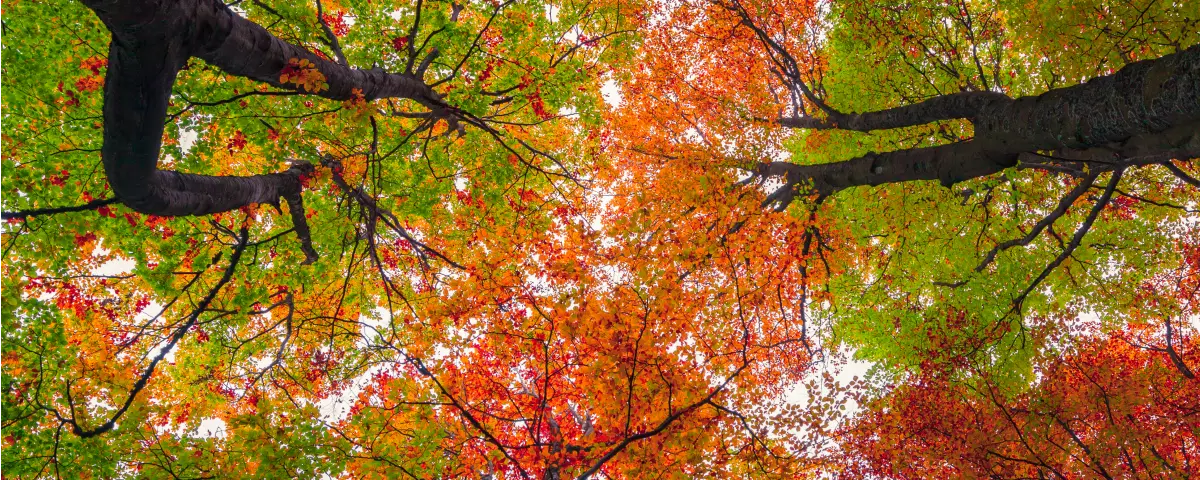 4 syurga semula jadi yang dicelup warna pada musim luruh