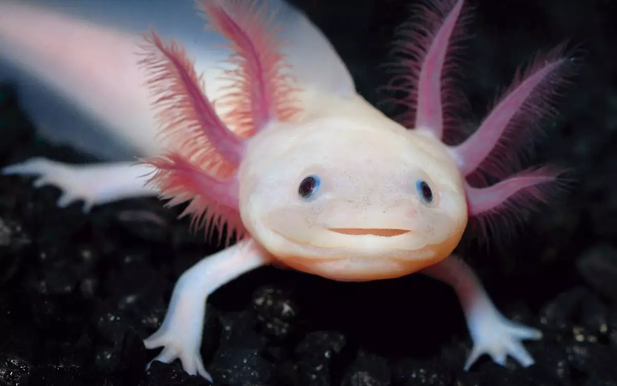 ang-axolotl