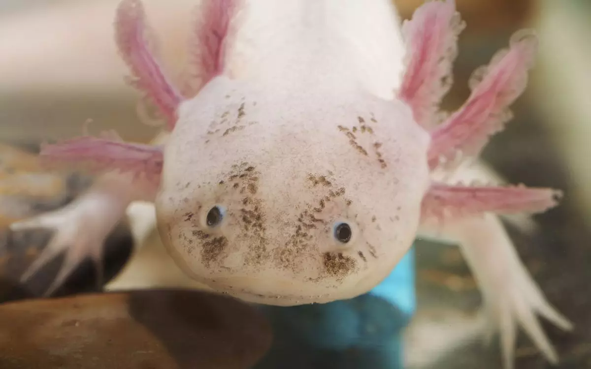 Axolotl