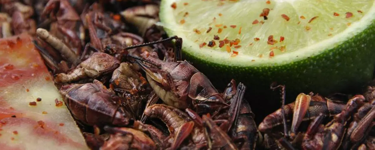 5 restorāni, kur var ēst kukaiņus CDMX fifu