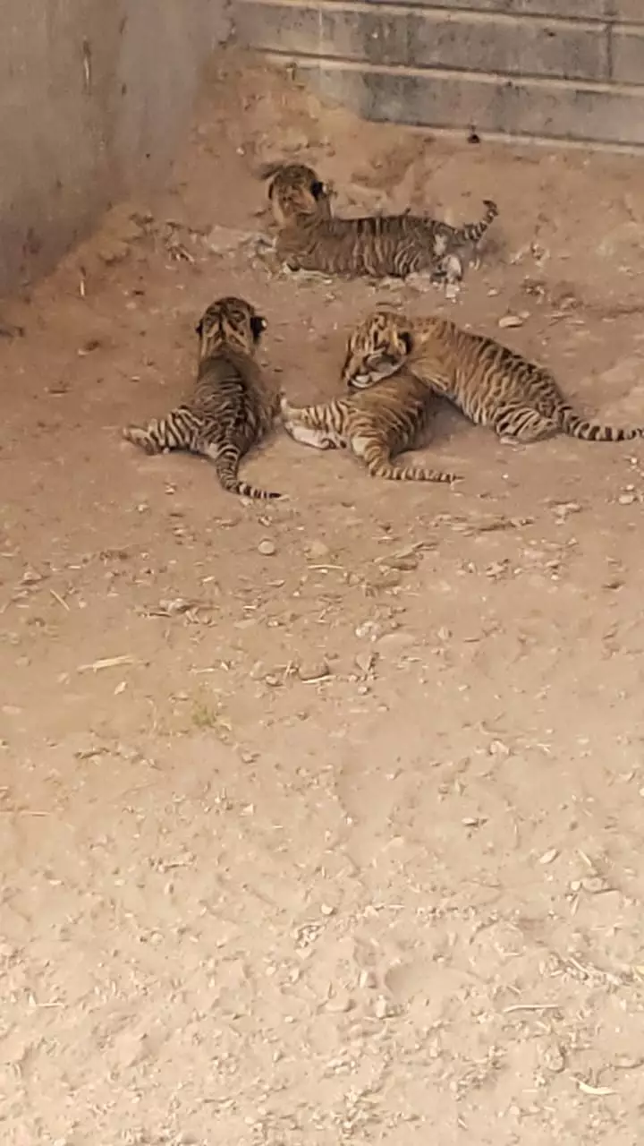 Ligrovi su rođeni u zoološkom vrtu Chihuahua i sada traže dom 24388_4