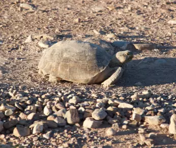 Gopherus flavomarginatus. Mapimí-fickans sköldpadda