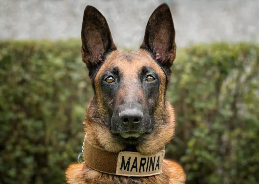 Tutto sui cani da salvataggio del Segretario della Marina 24392_4