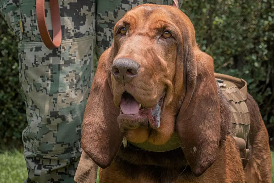 Tutto sui cani da salvataggio del Segretario della Marina 24392_7