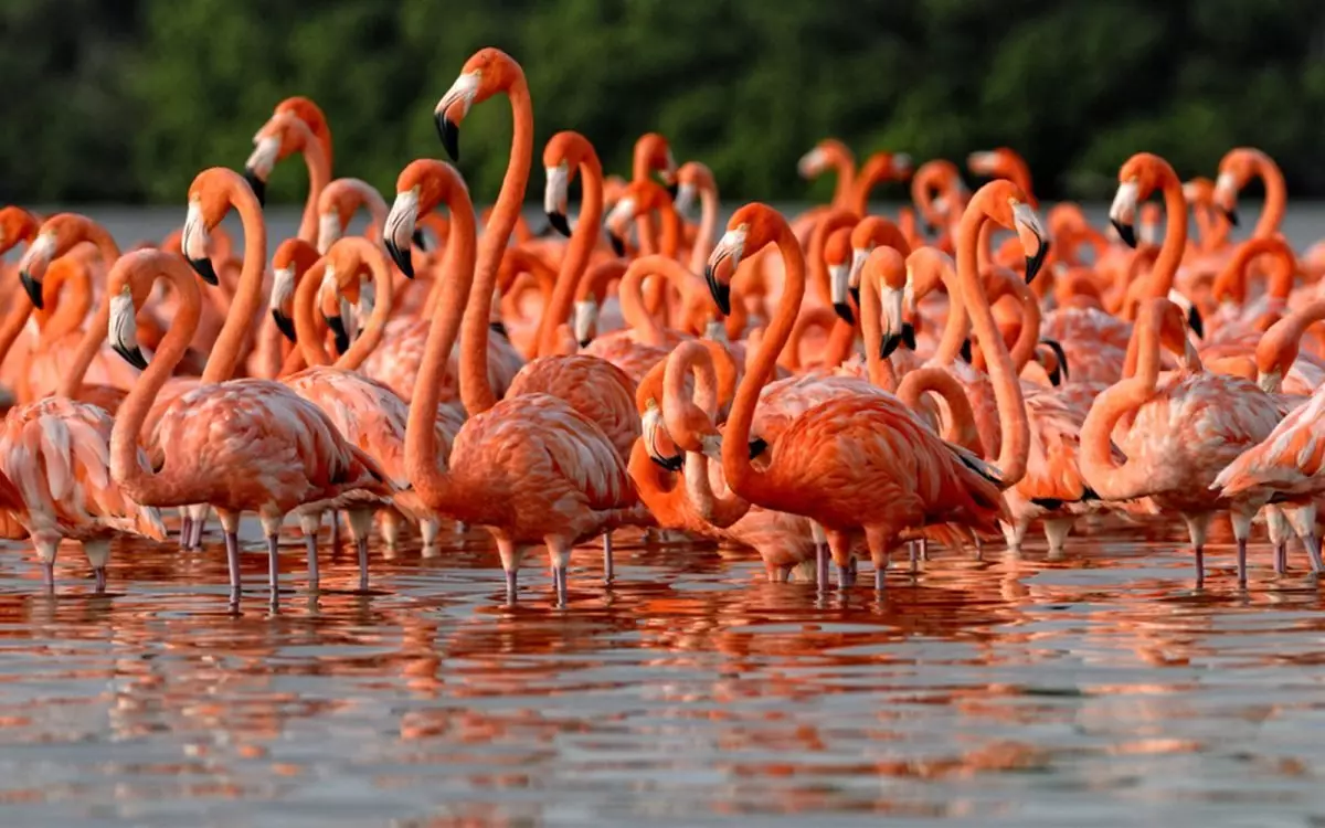 kuona flamingo