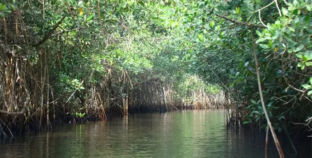 La Tobara, sorprendente reduto da natureza (Nayarit) fifu