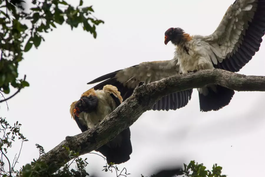 burung hering raja berpasangan