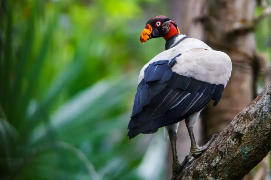 awọn ẹwa ti awọn buzzard