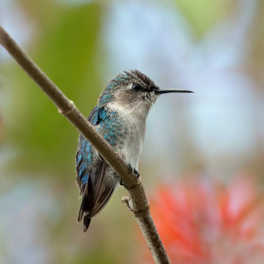 kolibri quşları