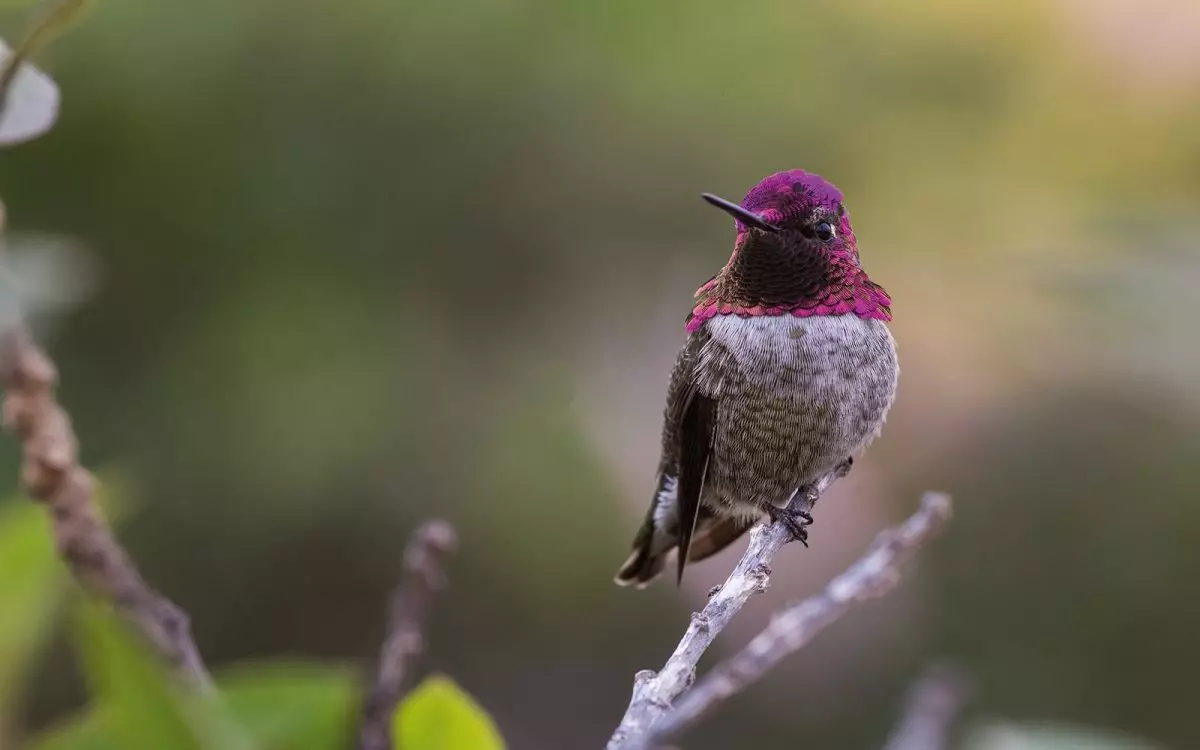 Awọn nkan 13 ti o ko mọ nipa hummingbirds 24494_2