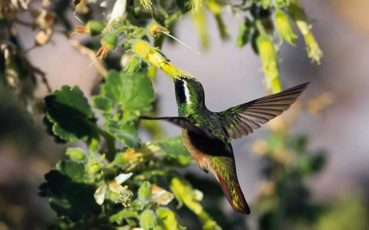 Awọn nkan 13 ti o ko mọ nipa hummingbirds 24494_4