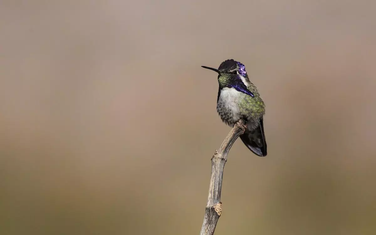 Awọn nkan 13 ti o ko mọ nipa hummingbirds 24494_5