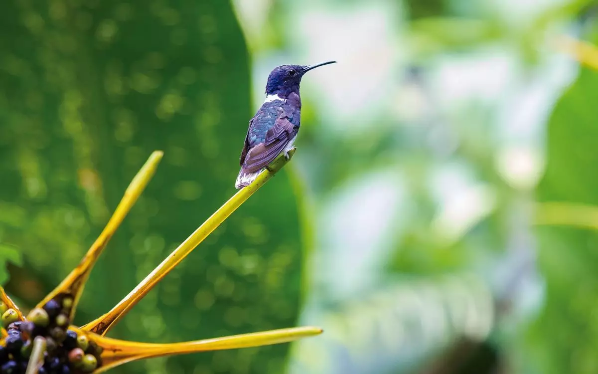 Awọn nkan 13 ti o ko mọ nipa hummingbirds 24494_6