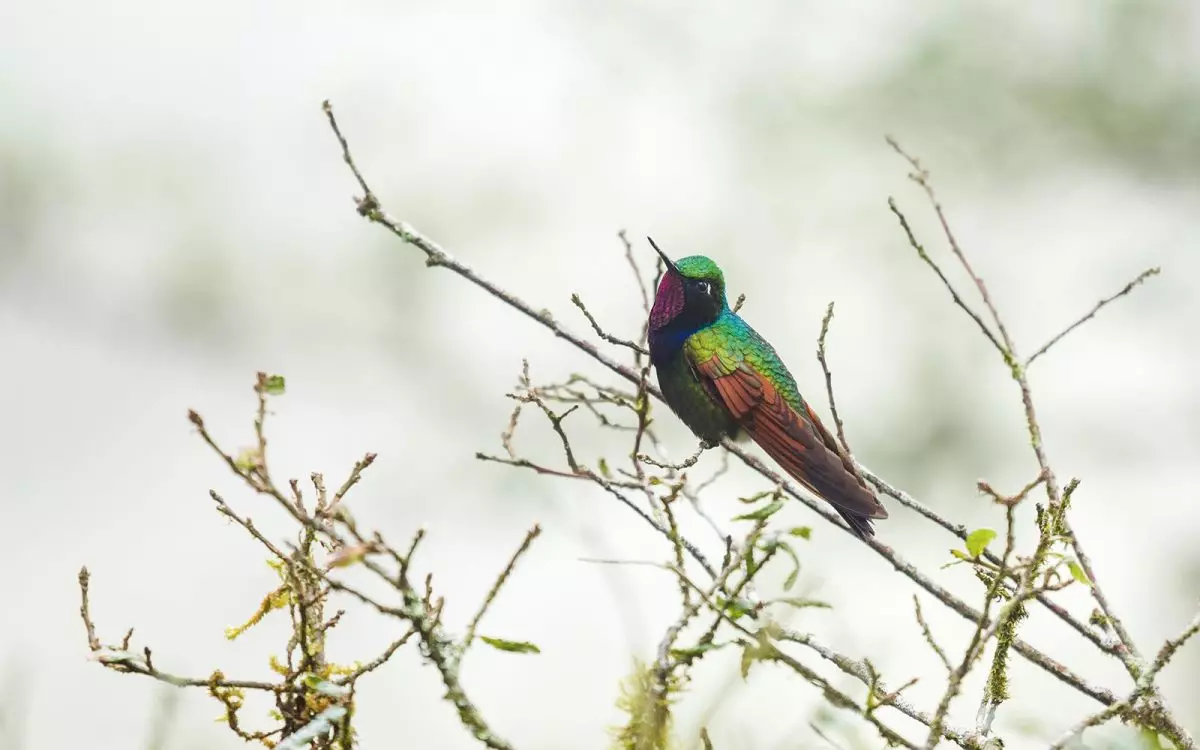 13 hal anu anjeun henteu terang ngeunaan manuk kolibri 24494_7