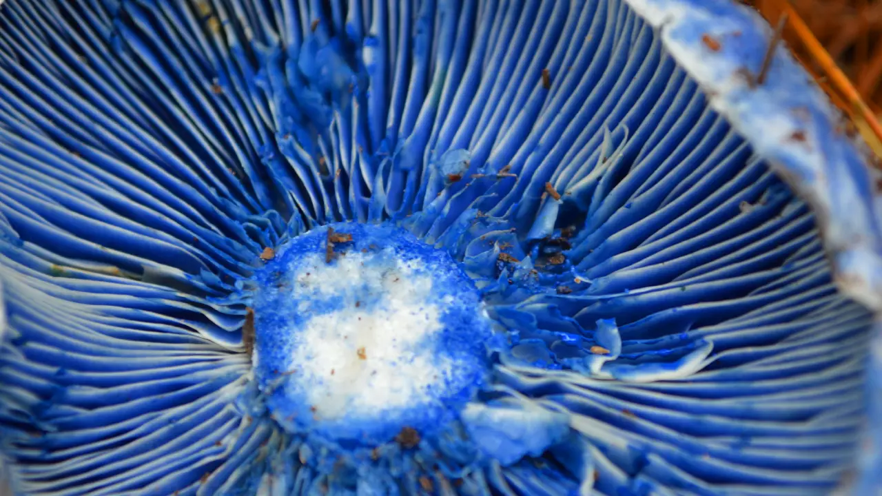 Blauer Pilz_Gastronomie_Mexiko