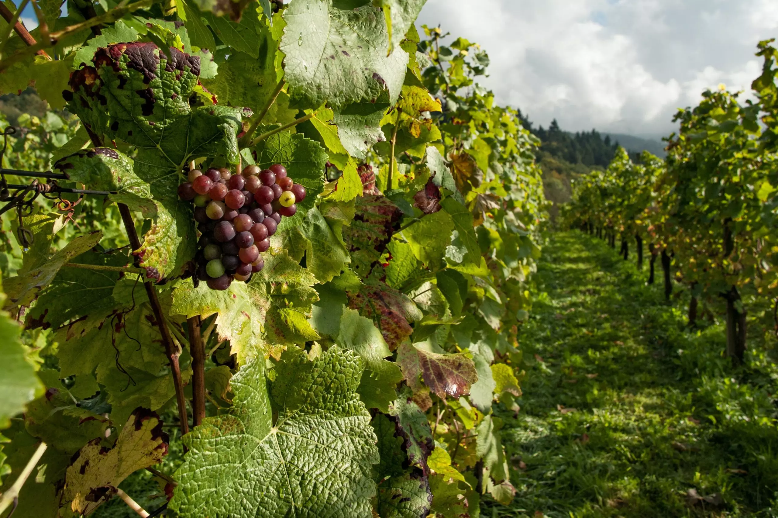 vignes-de-la-source