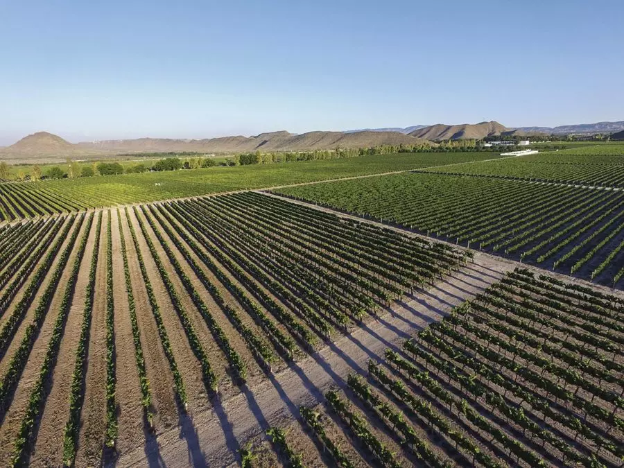 Panén Vine di Coahuila, tradisi hébat 24676_3