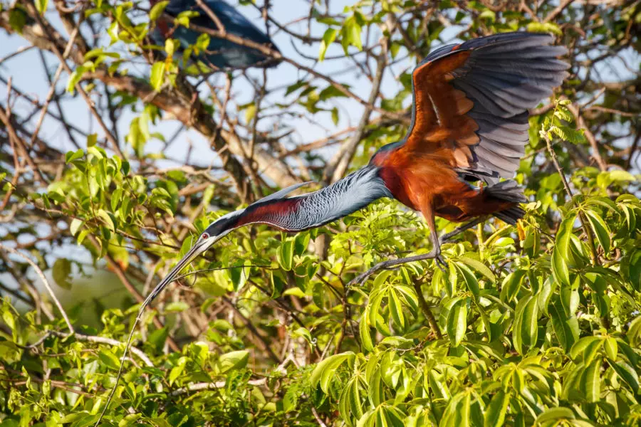 Agami heron, speċi enigmatika fil-ġungla tal-Messiku 24790_2