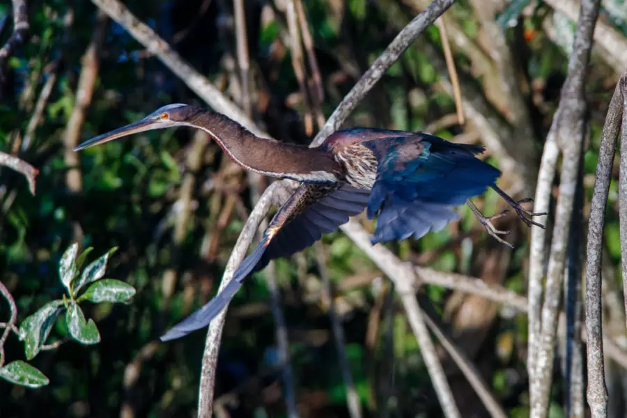 Agami heron, speċi enigmatika fil-ġungla tal-Messiku 24790_3