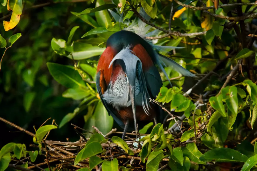 Agami heron, speċi enigmatika fil-ġungla tal-Messiku 24790_4