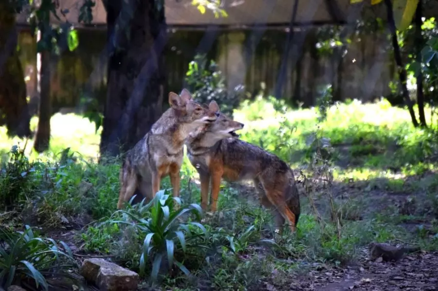 De CDMX-dierentuinen binne opnij iepene: dit binne de maatregels 24851_2