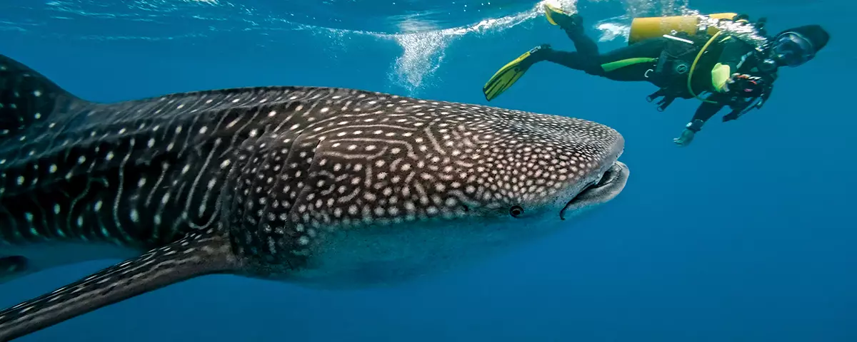 Whale shark, orjak v nevarnosti fifu