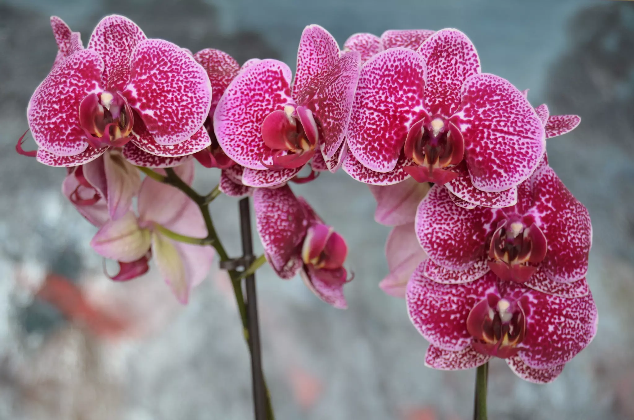 El Cielo orchideái, a Bioszféra Rezervátum növényvilága