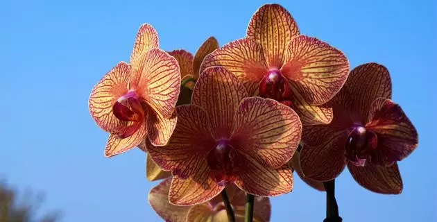 Orchids nke El Cielo, flora nke Biosphere Reserve 25023_10