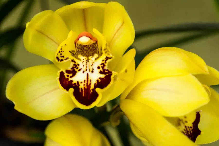 Li-orchid tsa El Cielo, limela tsa Biosphere Reserve 25023_2