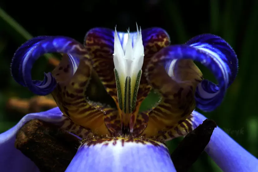 El Cielon orkideat, biosfäärialueen kasvisto 25023_3