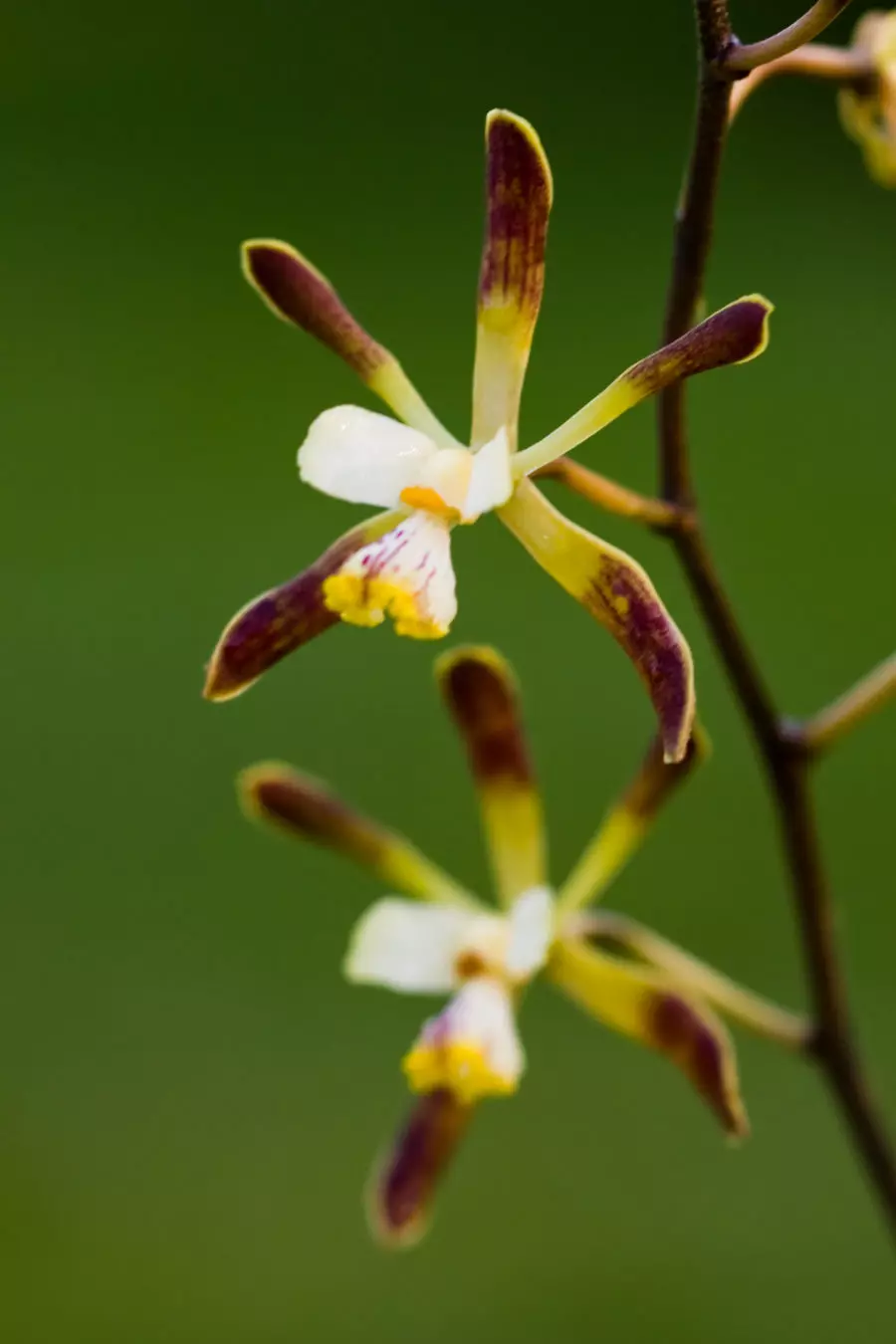 El Cielo orchidėjos, biosferos rezervato flora 25023_4