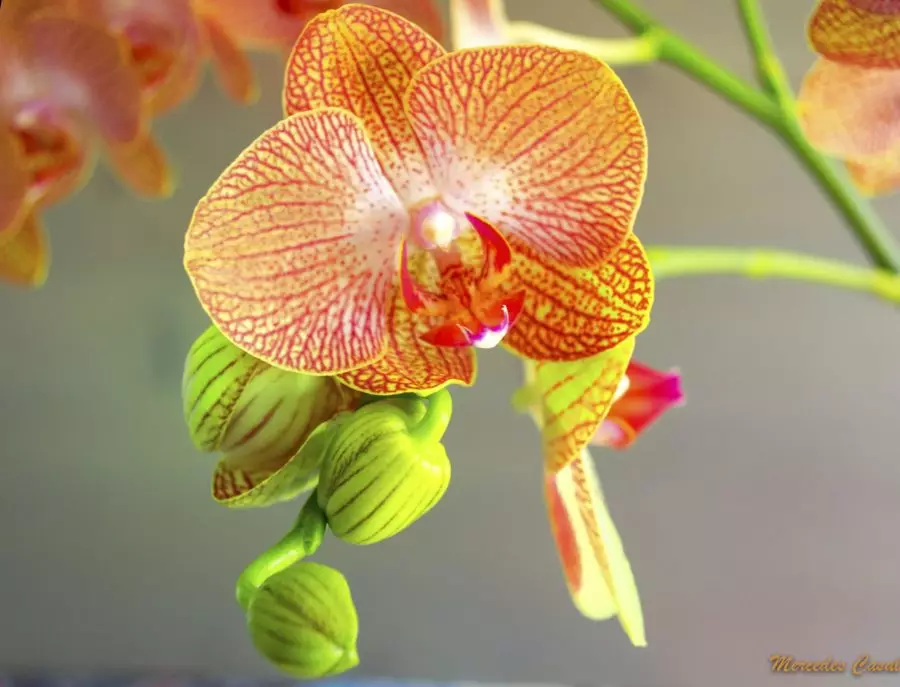Orchidey El Cielo, flóra biosférickej rezervácie 25023_5