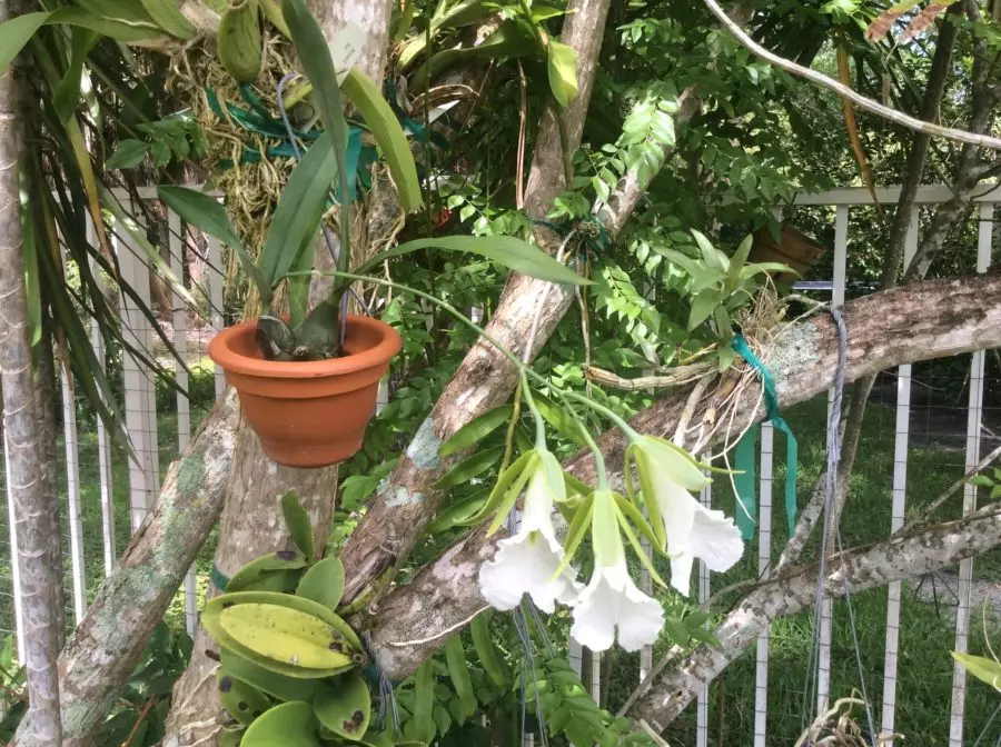 Orchid Encyclia mariae