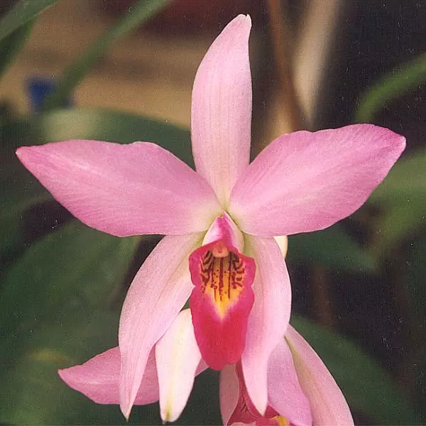 El Cielon orkideat, biosfäärialueen kasvisto 25023_7